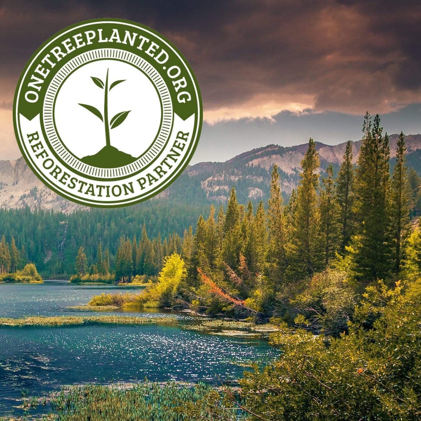 Men’s Cedar Shoe Tree – Split Toe – HOUNDSBAY